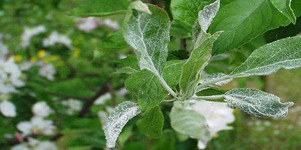 Schema de tratament la semintoase (Mar, Par, Gutui) si principalele ...