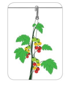 Carlig de palisare Mini Hook, Paskal Group pentru prabusirea tomatelor