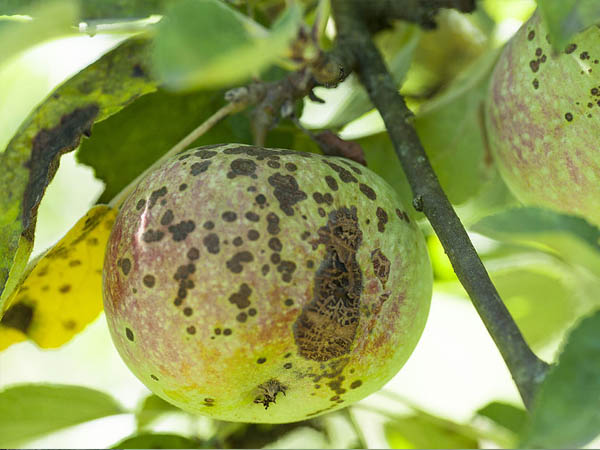 Schema de tratament la semintoase (Mar, Par, Gutui) si principalele ...