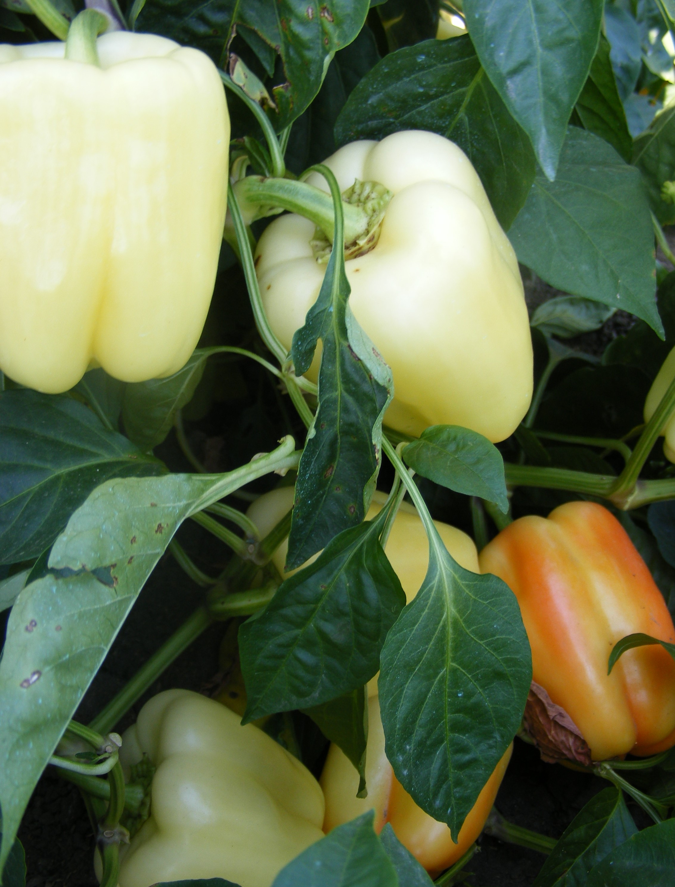 Seminte de ardei gras ZKI 09861 F1, Ipon F1